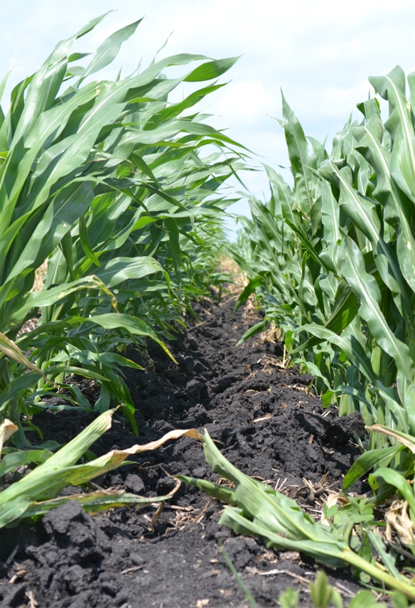 Return to ridge till