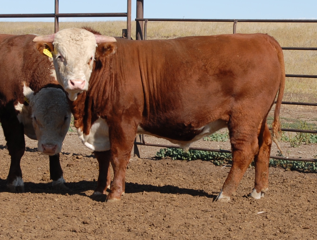 See who made BEEF magazine Seedstock 100