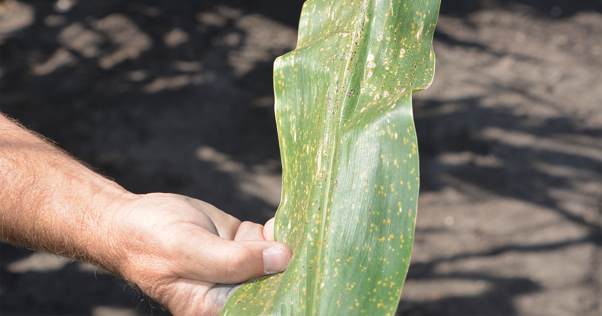 4 management tips to boost 2026 corn yields