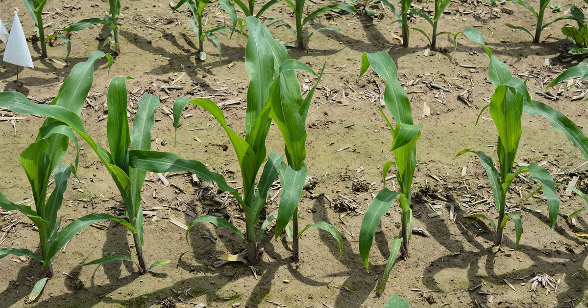 Precise corn plant spacing remains critical for optimal yield potential