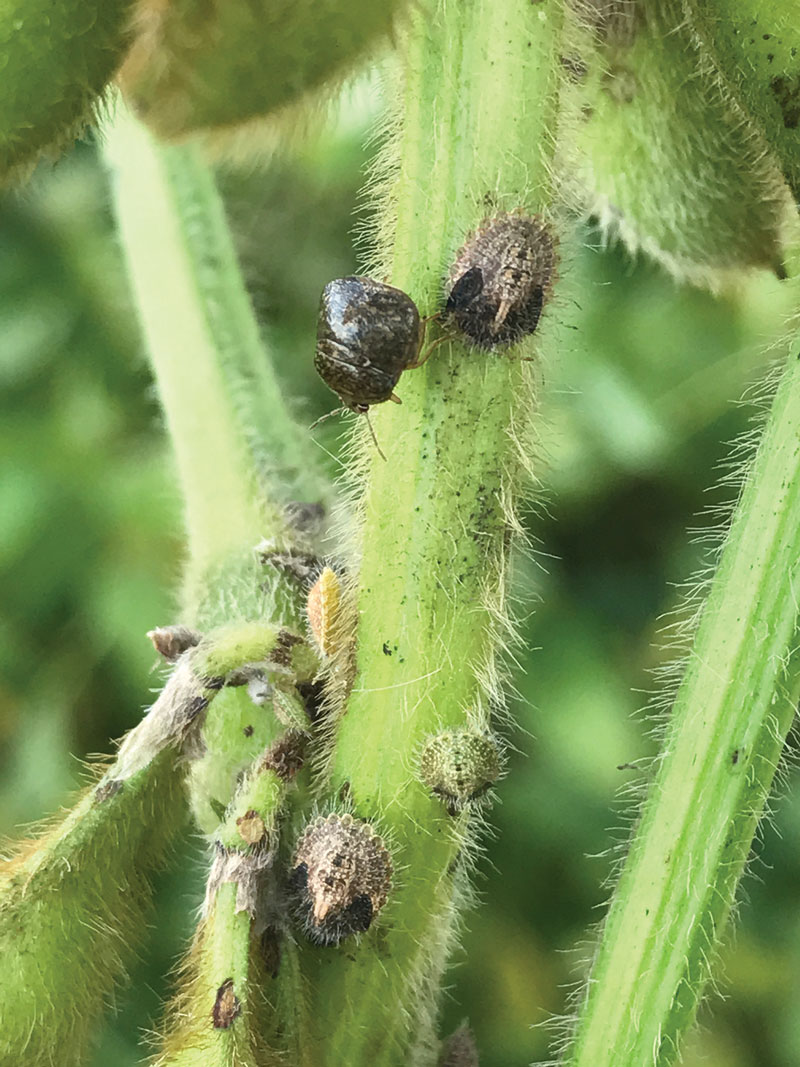 Insect Pests: 2020 shaping up to be another banner year