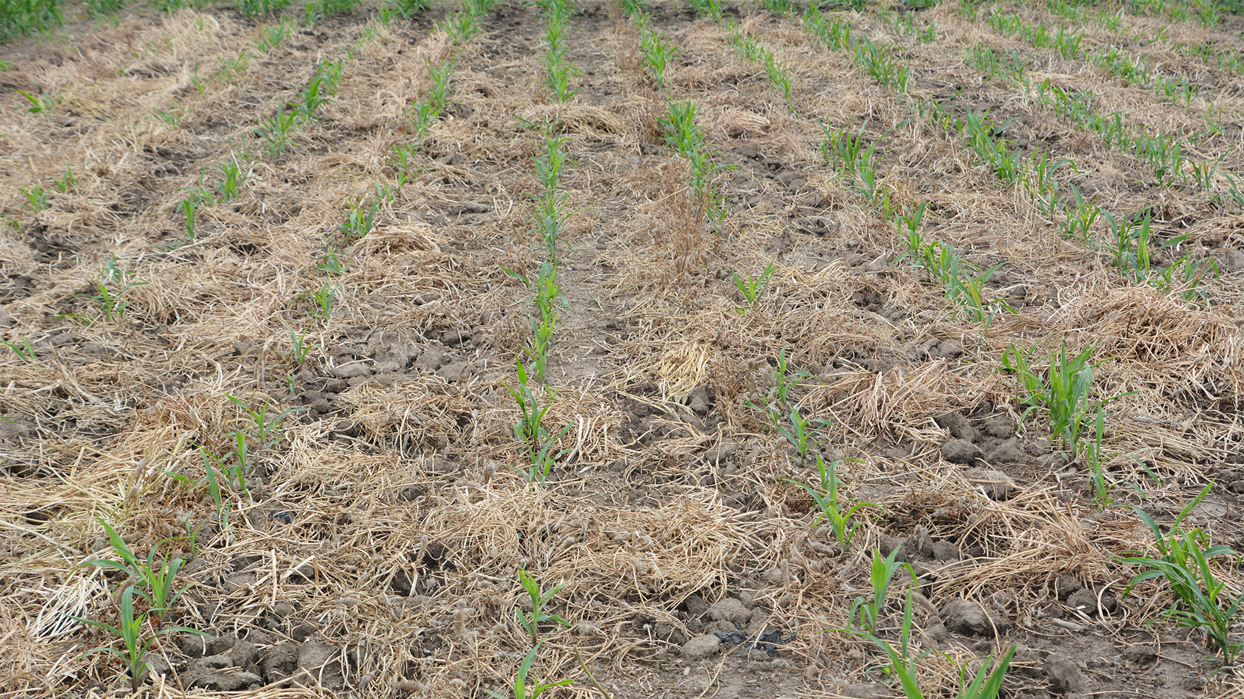 Kick up corn yields by diversifying cover crops