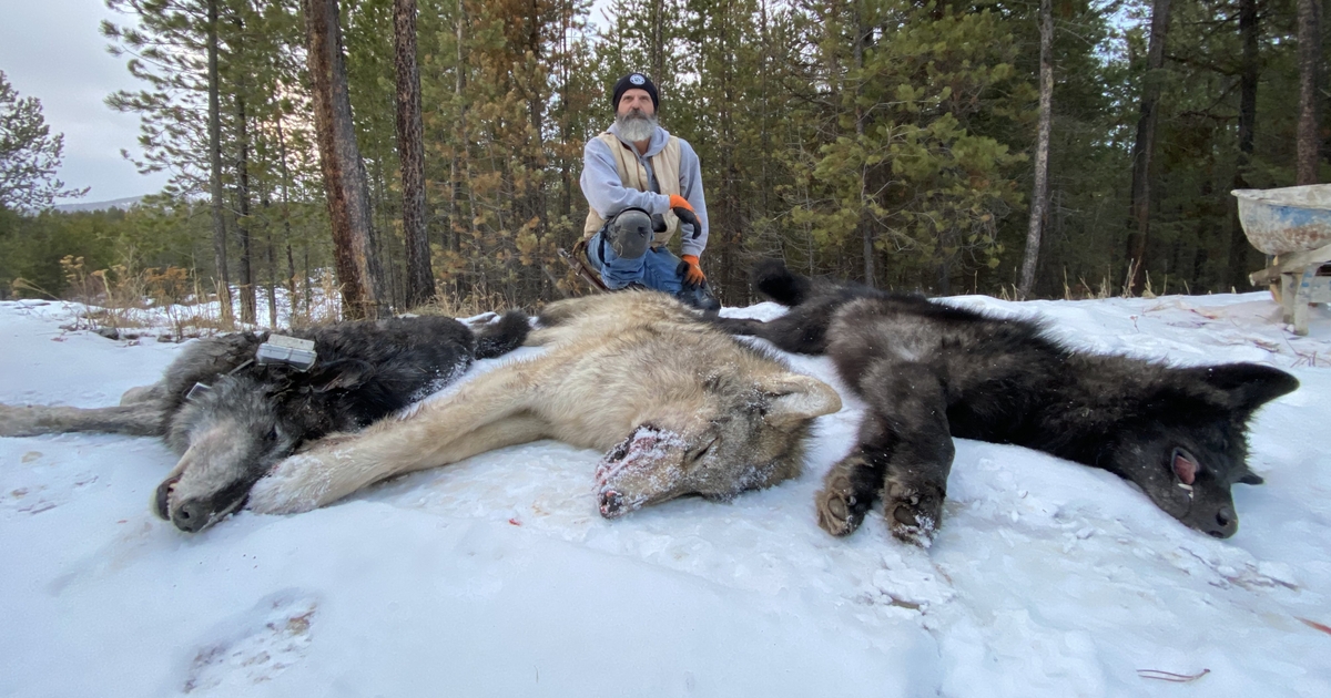 Wolf harvest: Hunters help curb depredations
