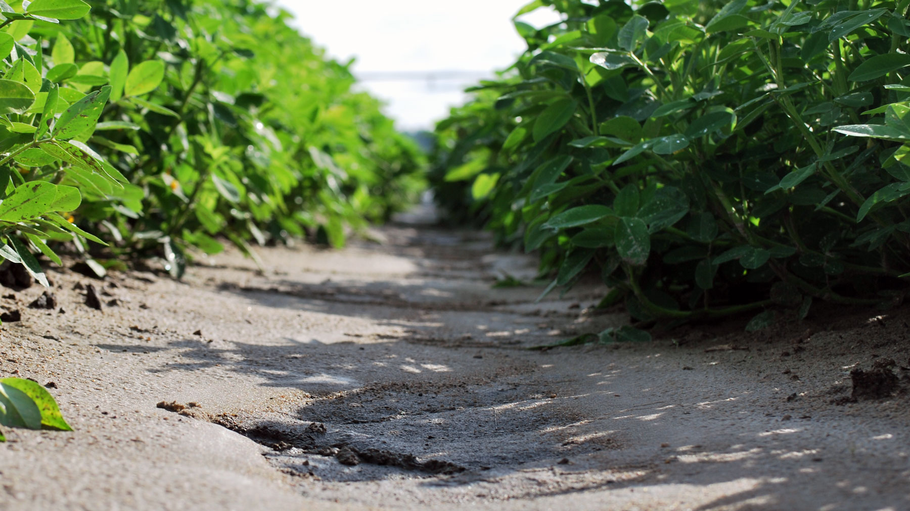 Which is better, Prowl or Sonalan for peanut weeds?