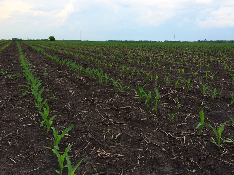 Improve nitrogen management on corn: How much, when and where