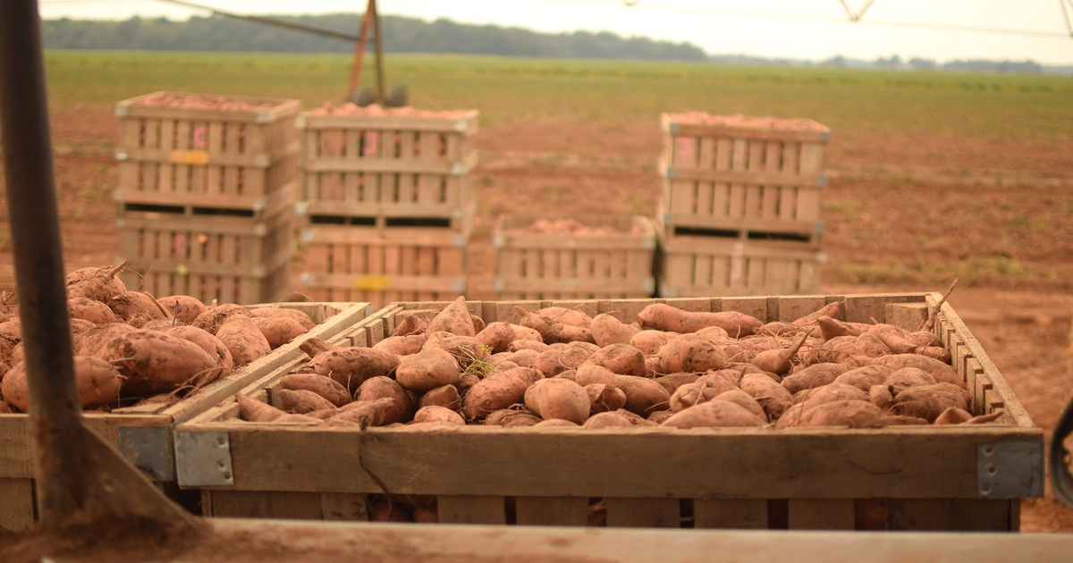 WWF builds Next California in Delta for crops