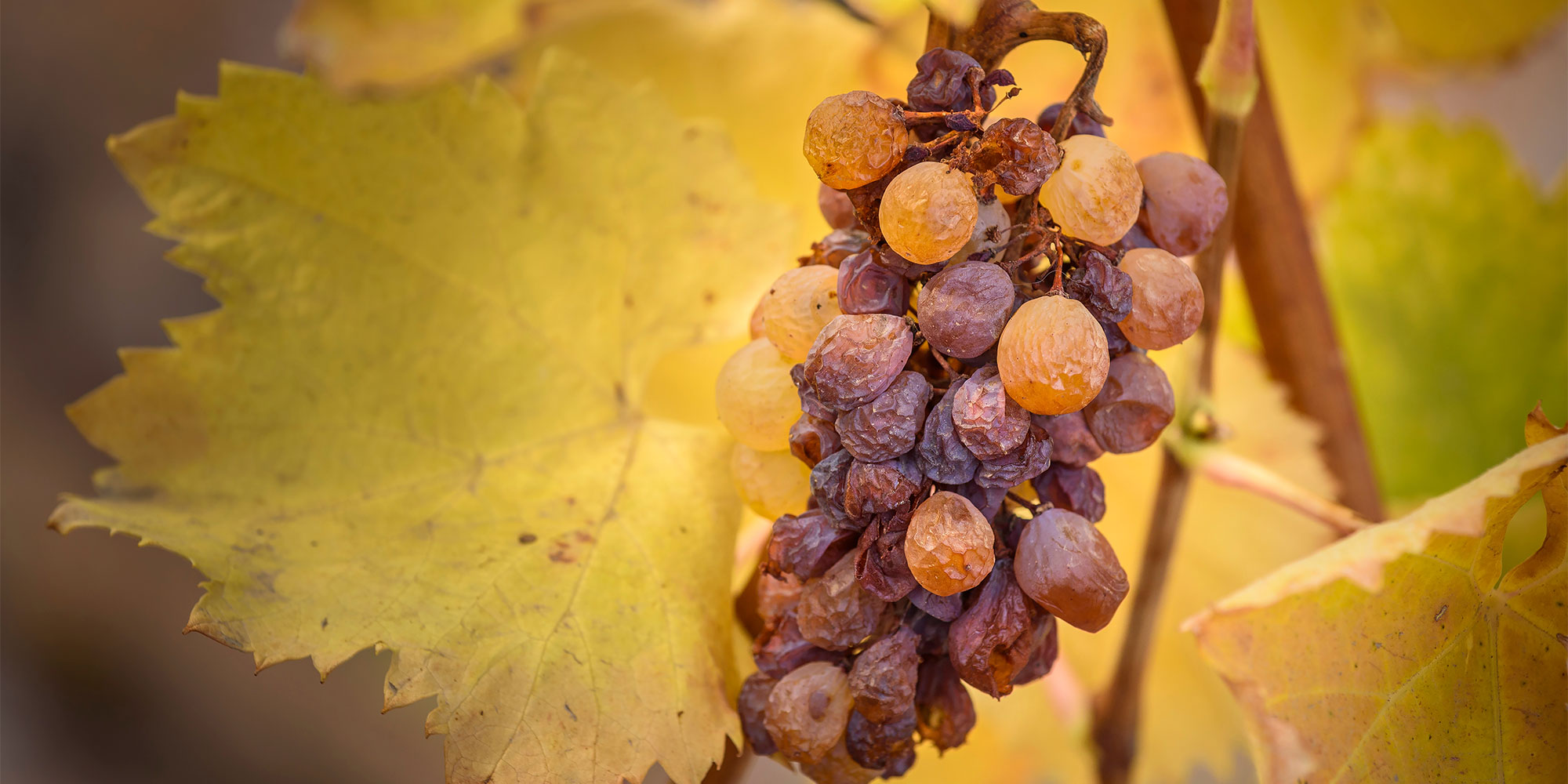 Four quick tips for late-season Botrytis bunch rot