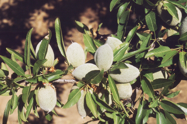 As hull-split continues, Madera County almond grower keeps a watchful ...