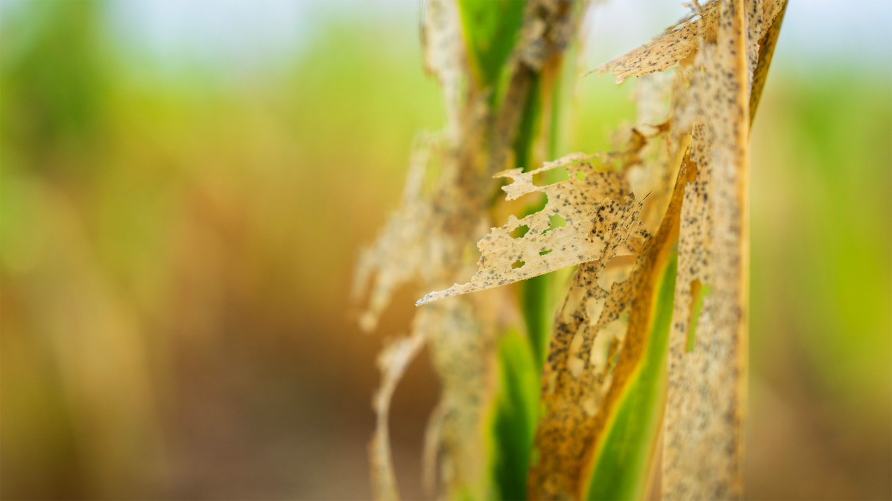 Corn recent news | Farm Progress