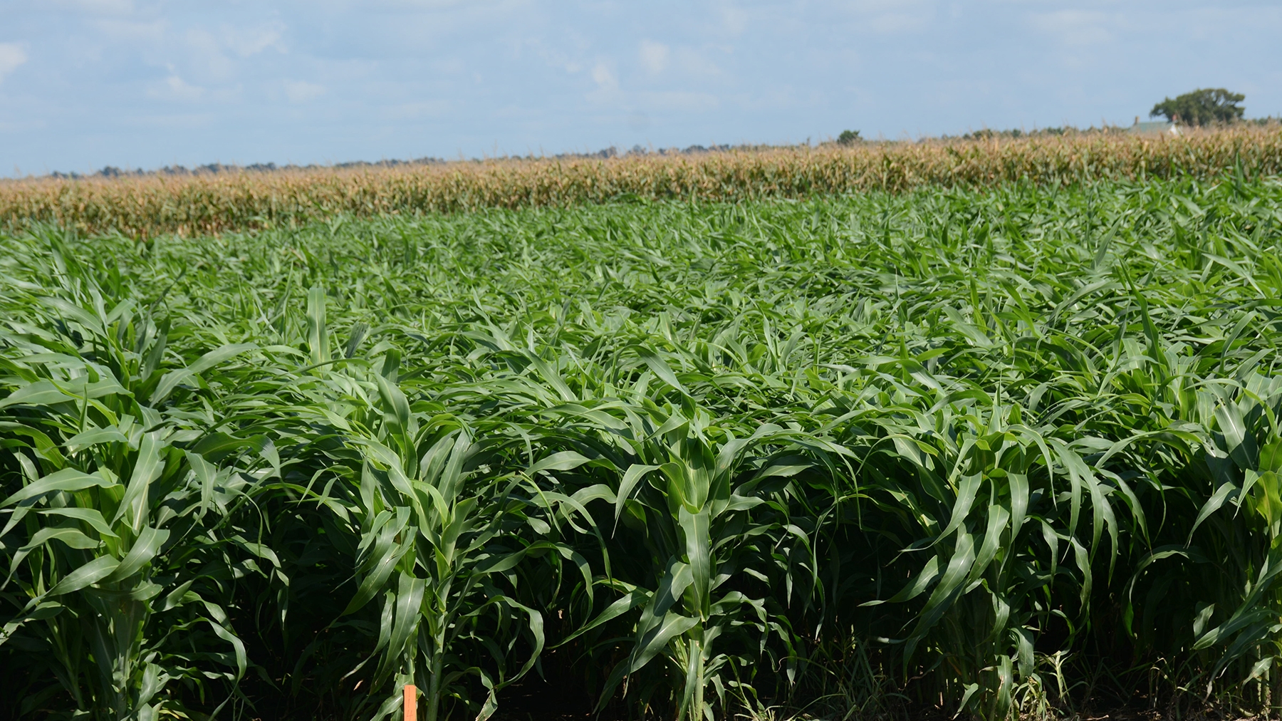 Corn recent news | Farm Progress
