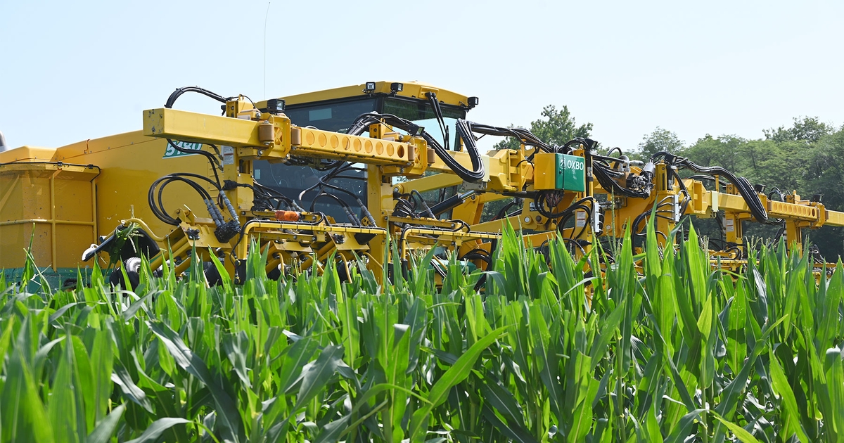 How automation makes detasseling more accurate