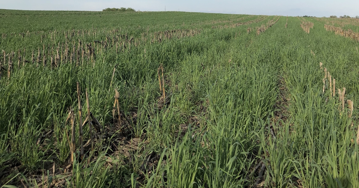 Strategies for late termination of cereal rye cover crop