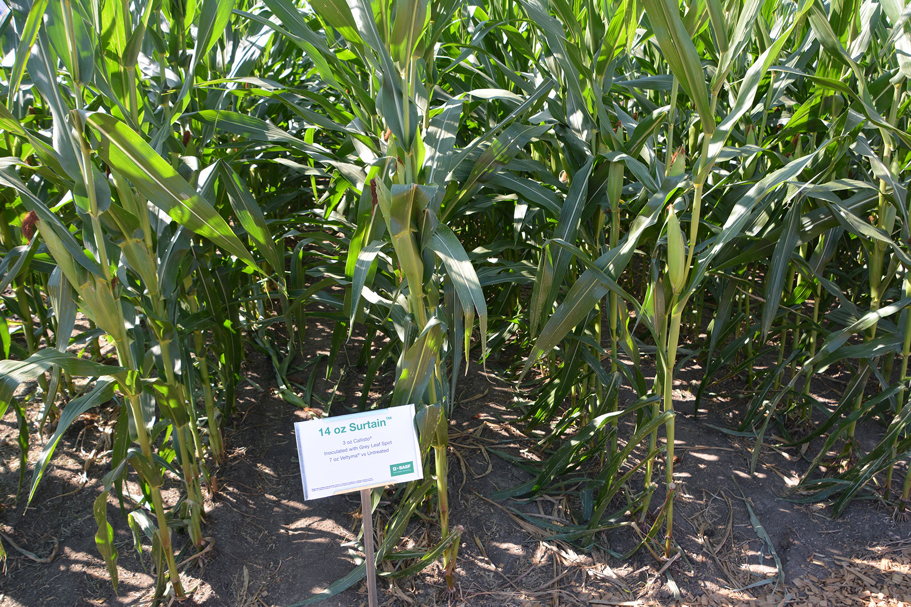 New crop protection products for corn, soybeans