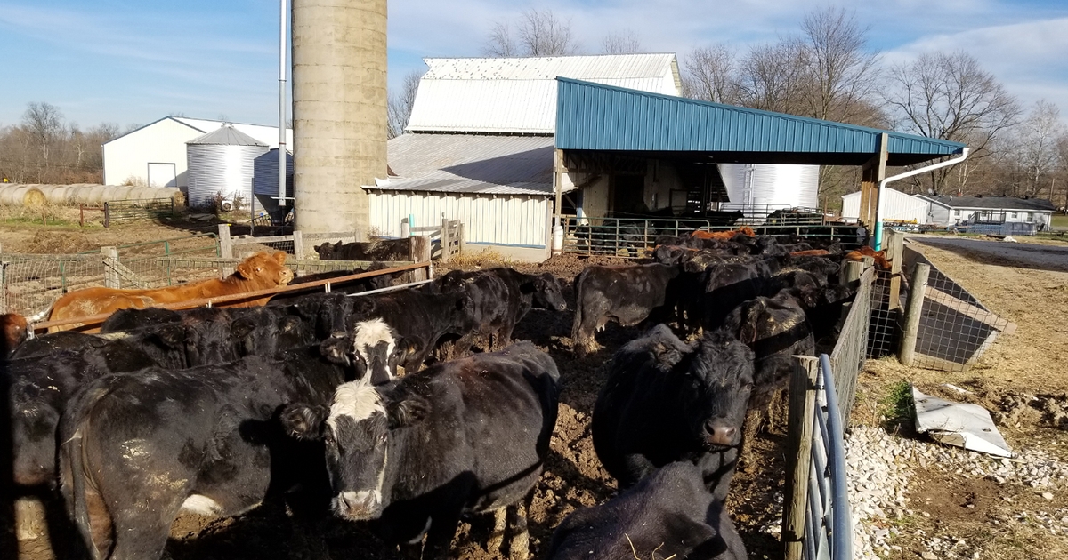 Projects get both cattle, manure under roof