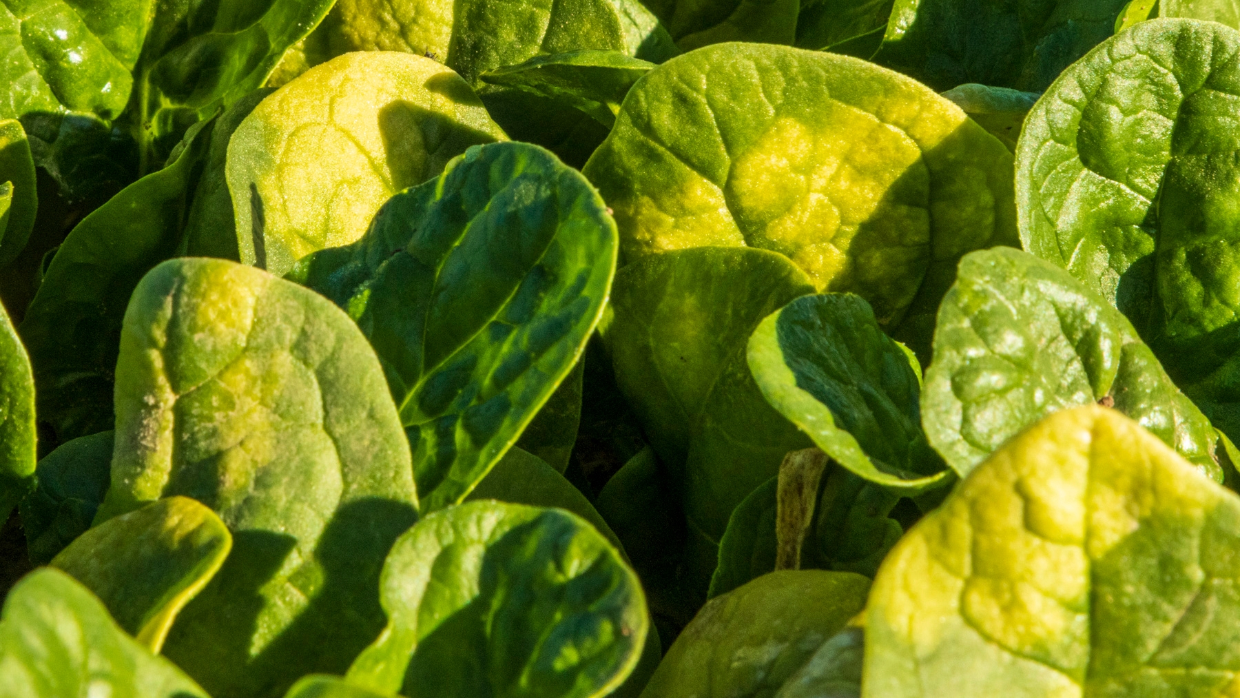 Researchers keep targeting downy mildew in spinach