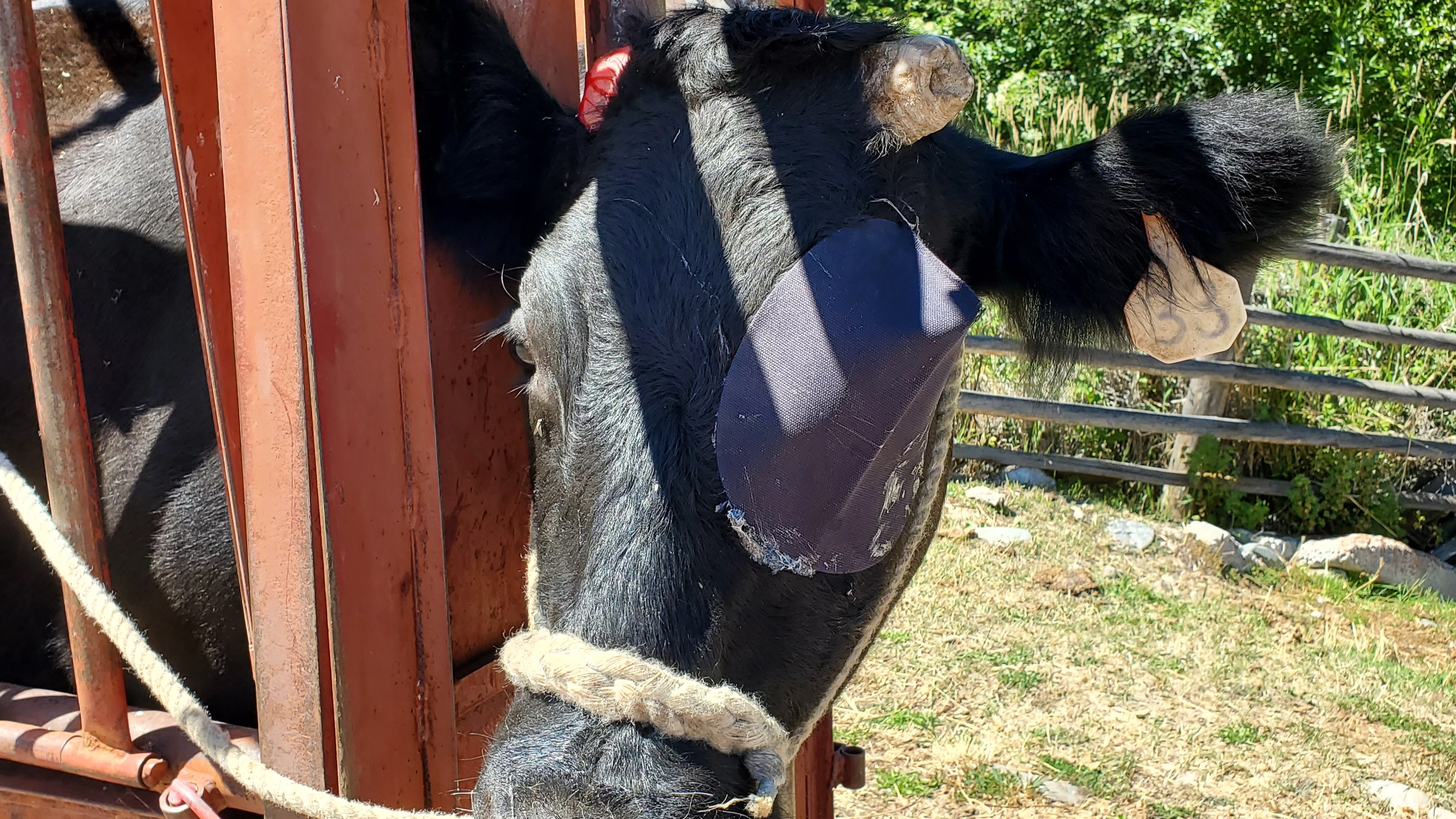 Cattle pink eye: Causes, treatment, and prevention for farmers