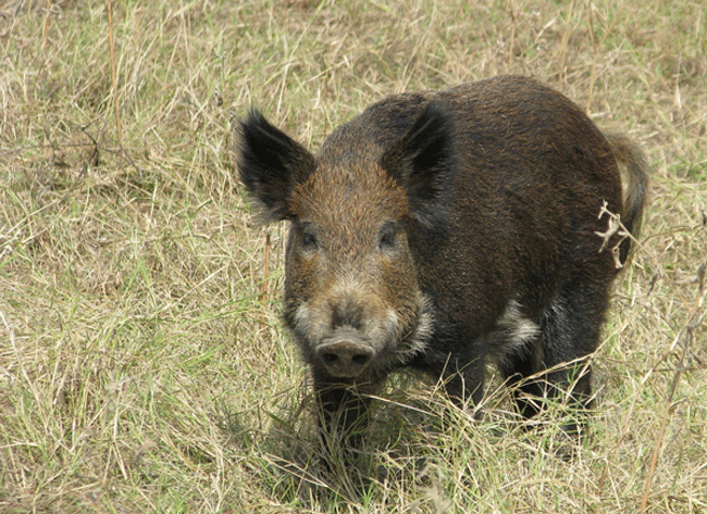 Survey details damage from feral hogs in Georgia | Farm Progress