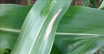 More corn diseases showing up in Iowa fields this year