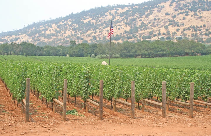 Pocket gopher control methods in a field setting | Farm Progress