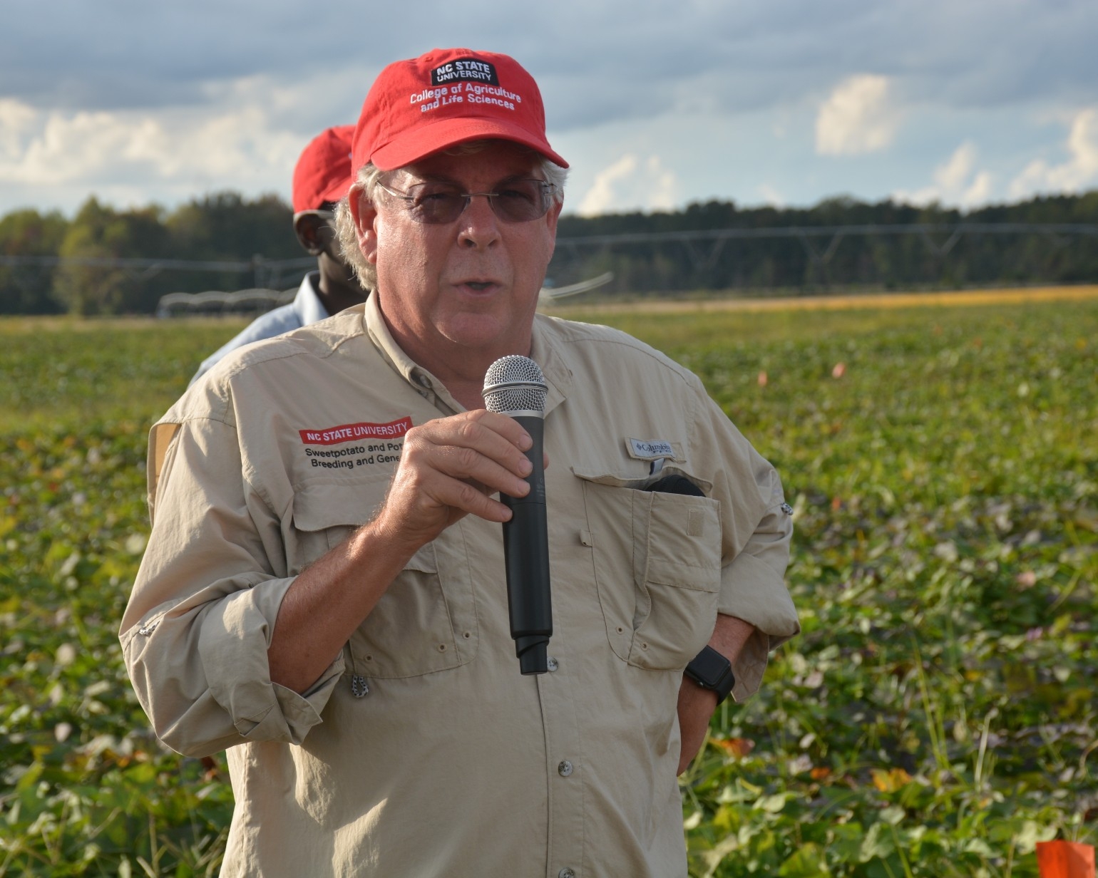 Bringing new sweetpotato varieties to farmers and markets