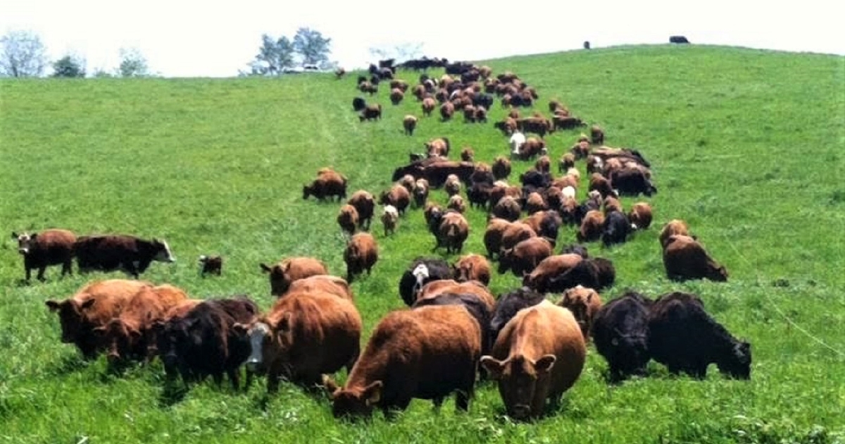 Adaptive grazing management improves soil health