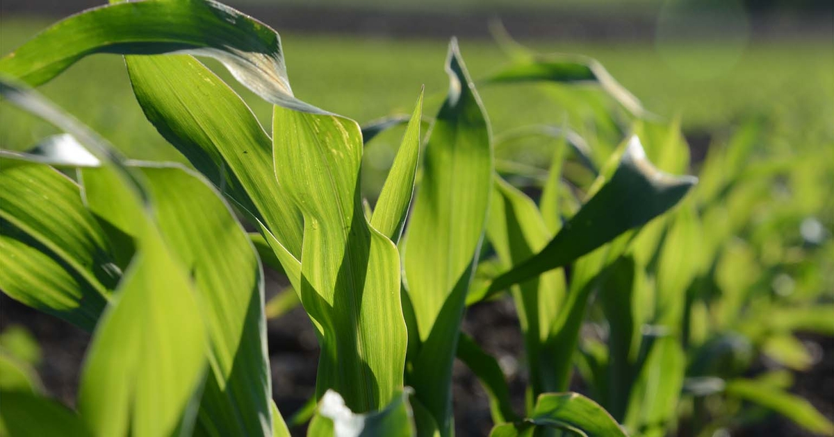 Corteva acquires maker of new-tech nitrogen tool