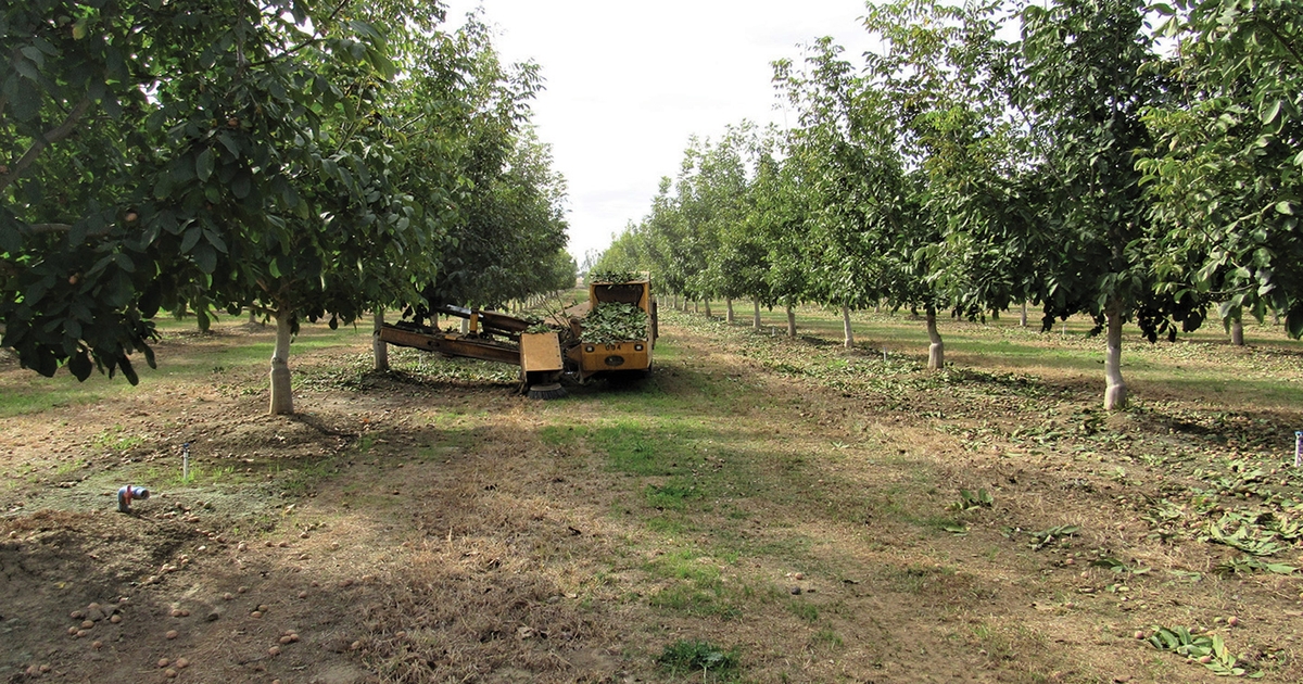 Calculating cost and return for tree nuts