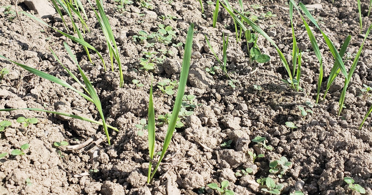 Don’t let weeds choke out your small grains