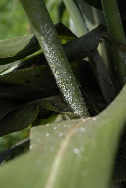 Sugarcane aphid potentially devastating to grain sorghum