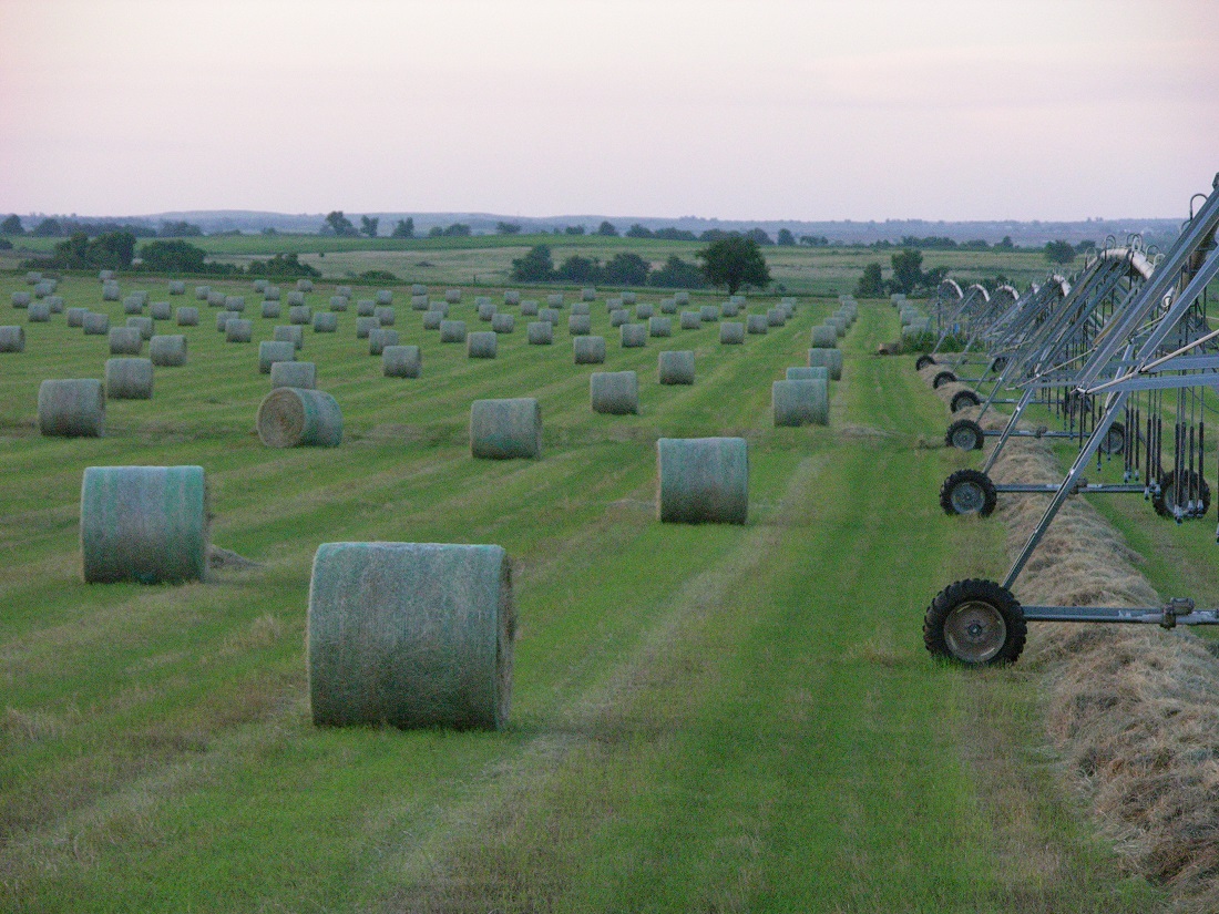 What is the value of quality hay?