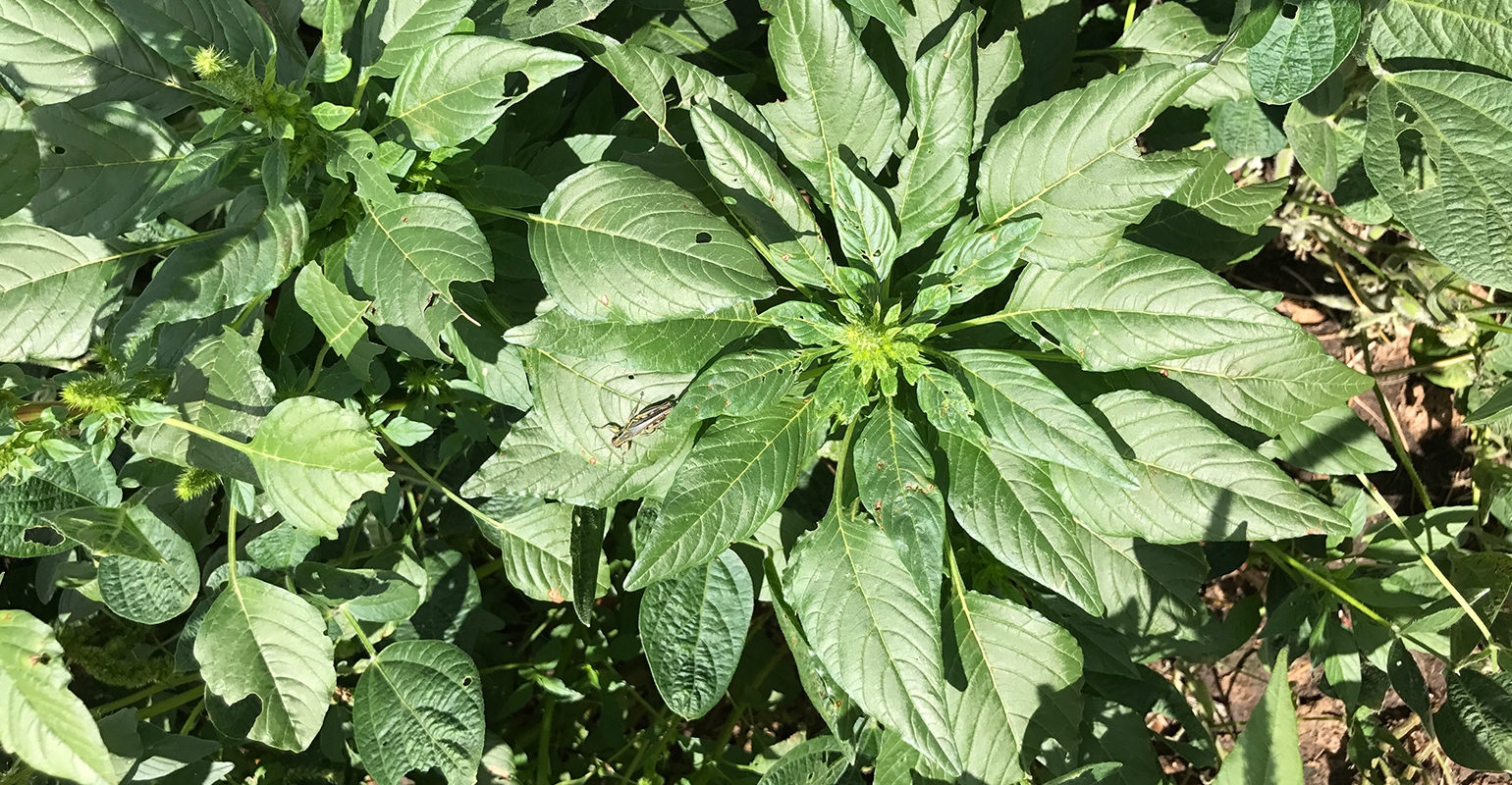 Be on the lookout for Palmer amaranth