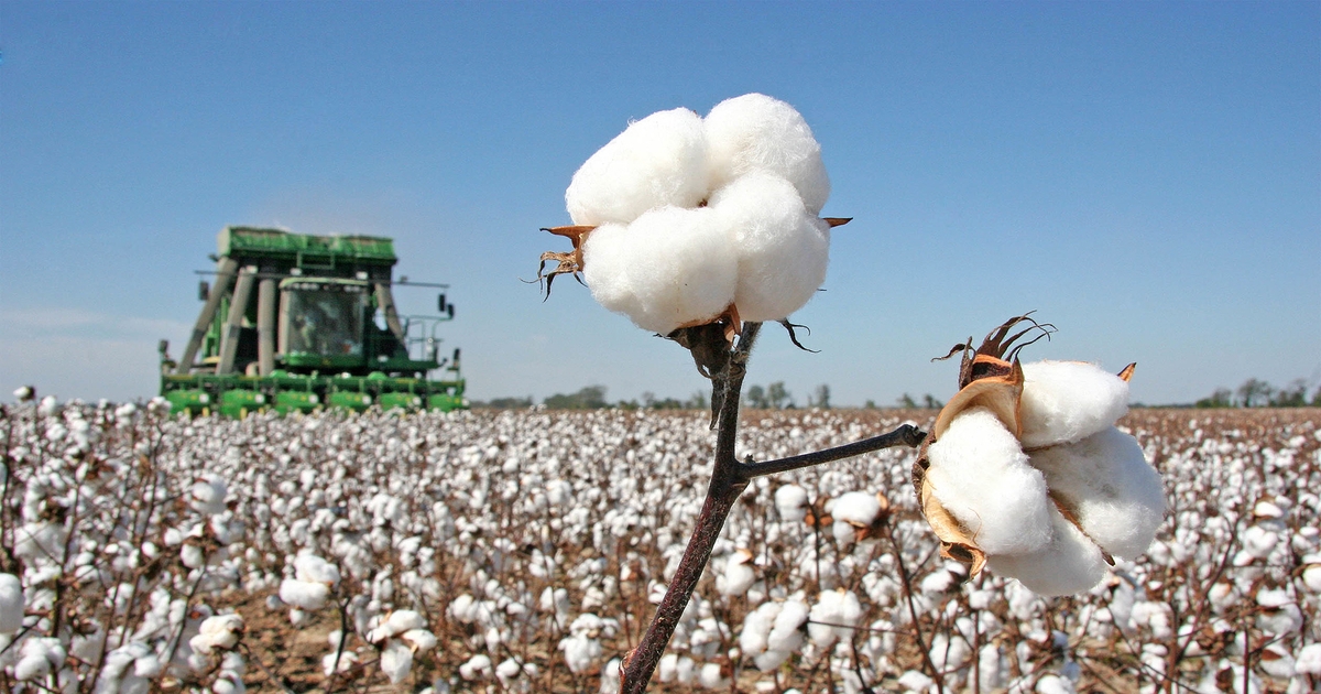 Wyonzek promoted to VP of Operations for Cotton Board