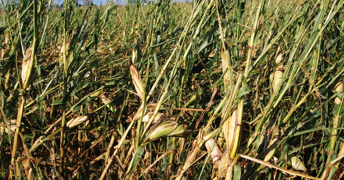 Test downed corn for damage