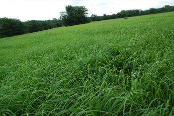 Light Tillage Gives Teff Grass Head Start