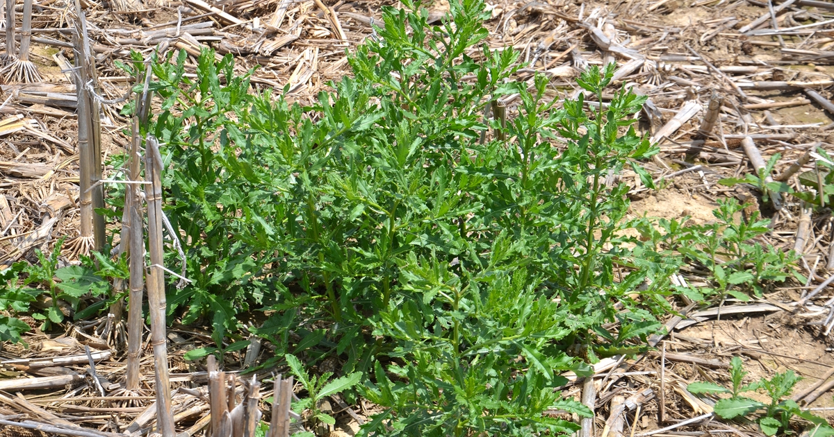 Tips for handling thistle, shattercane, johnsongrass