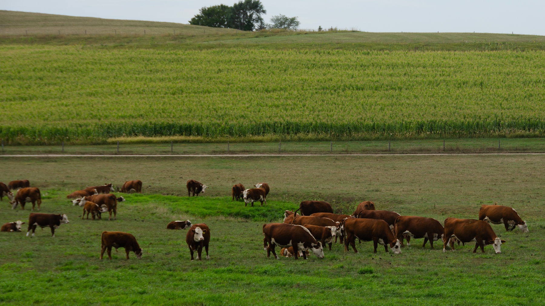 Stiff competition exists for forage land