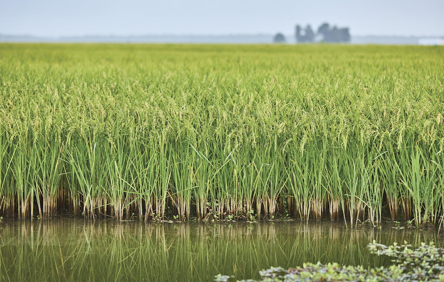 RiceTec stays committed to innovation