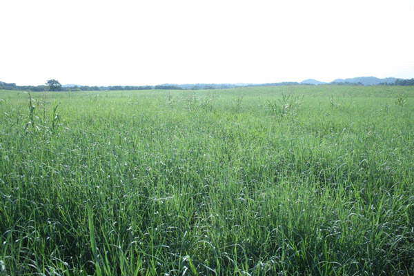Tennessee to present switchgrass, biofuels program | Farm Progress