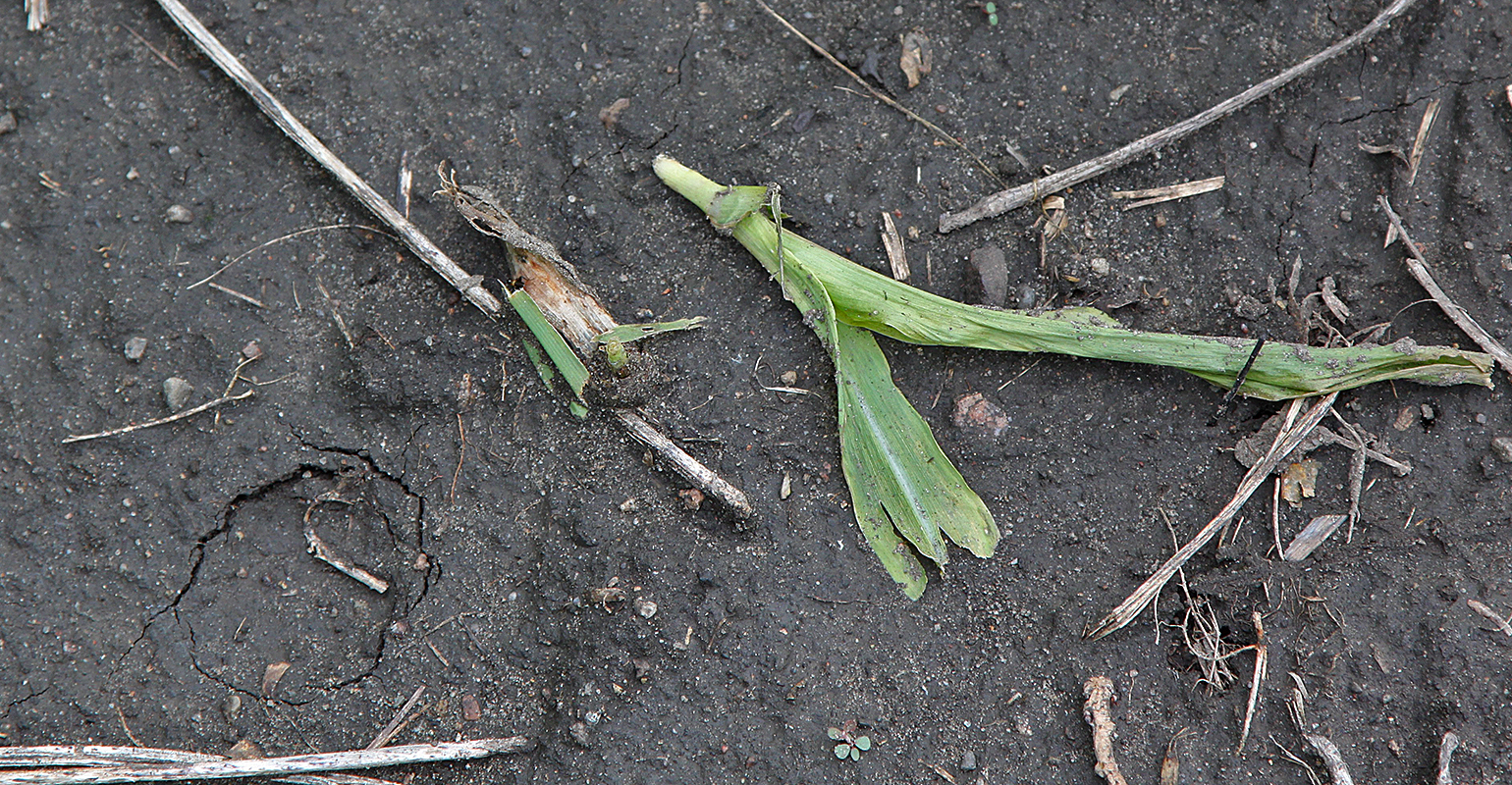 The worst early-season insect in corn: Black cutworm