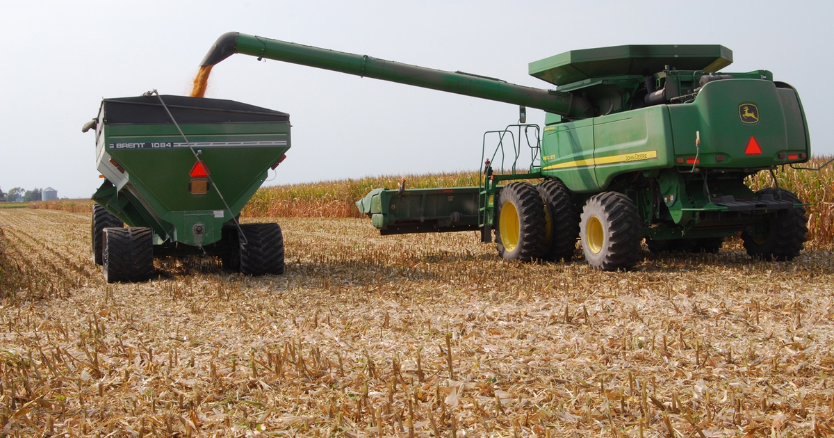 Guidelines for choosing corn hybrids