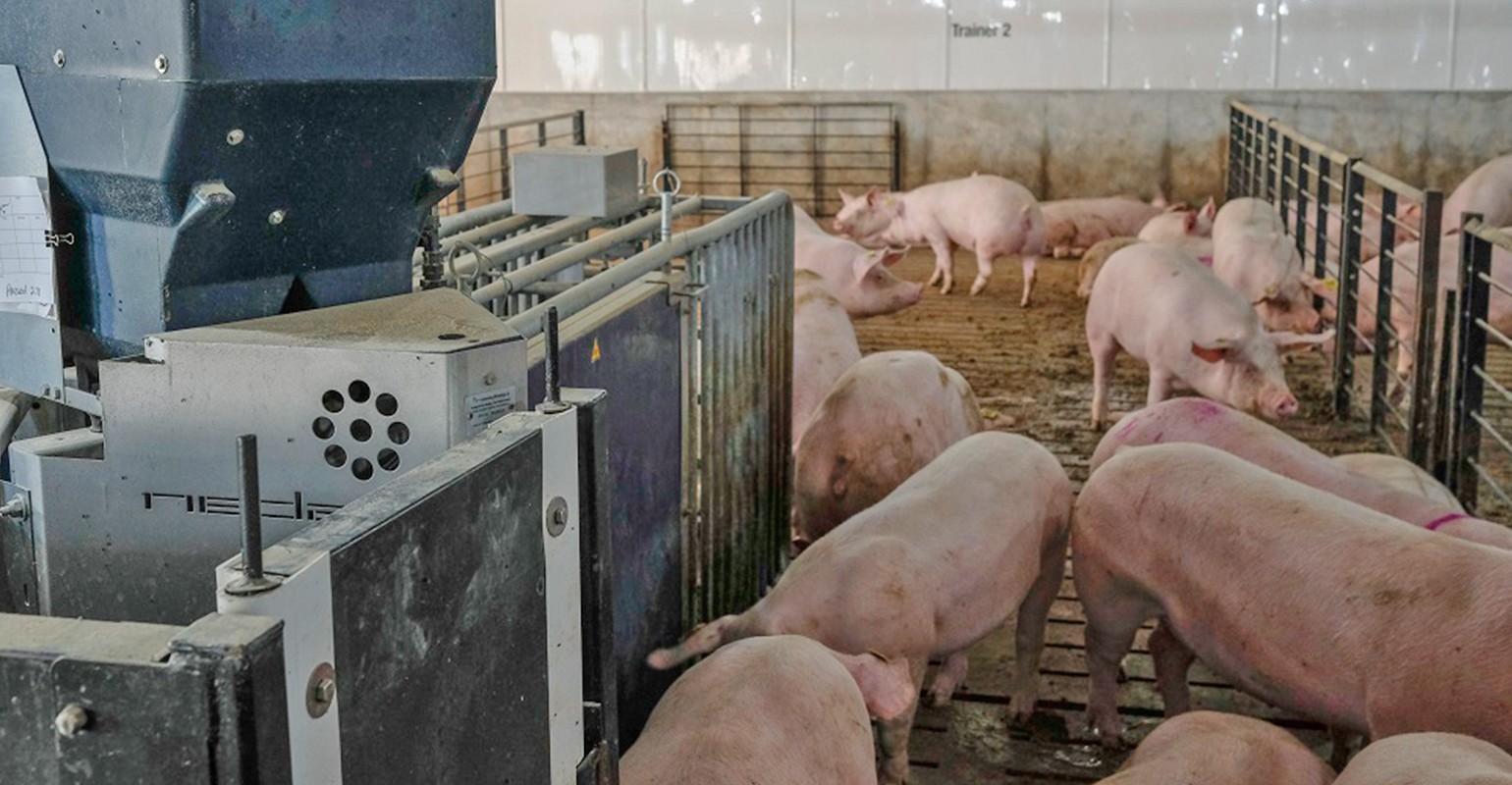 Hog farmer uses RFID tags for electronic feeding