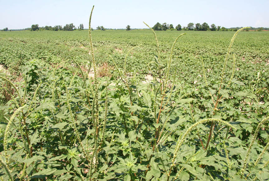Herbicide resistance a mounting threat to agriculture | Farm Progress