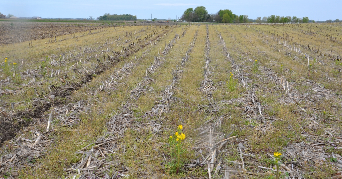 In herbicide selection, factor in tillage, rotation