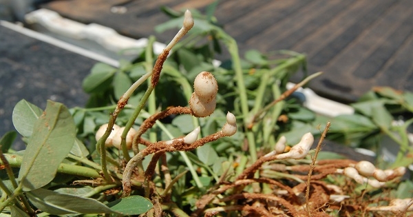 Texas peanut yields to be in the range of 3,800 to 4,200 pounds per acre.