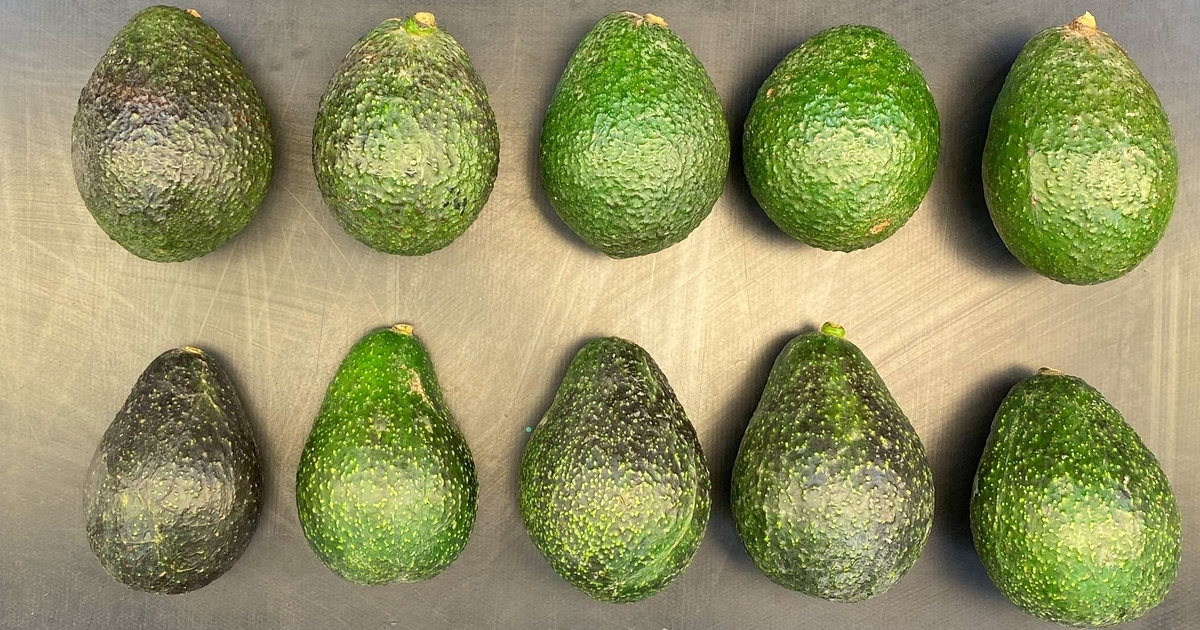 New avocado tasty, safer to harvest