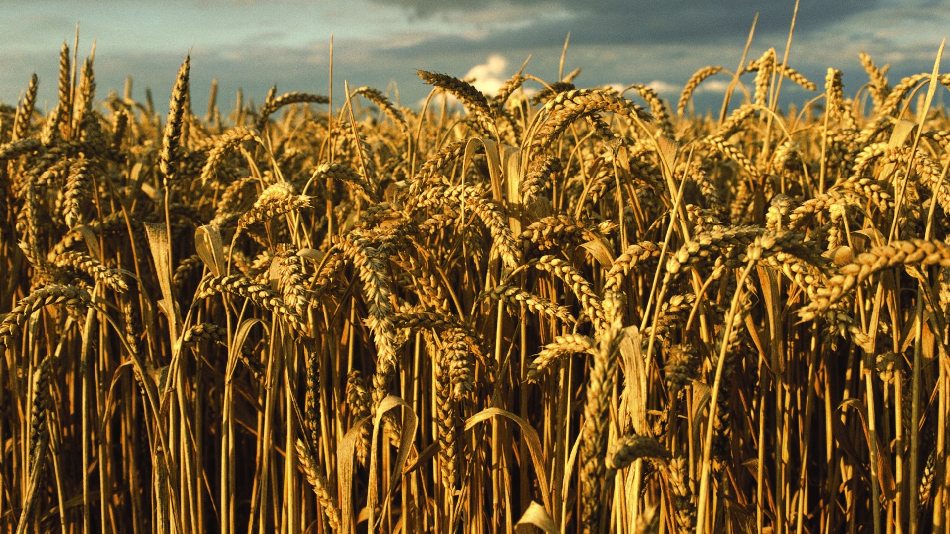 Montana State University field trial results