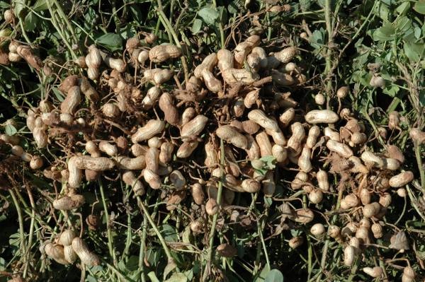 Rainfall brings cool weather some disease to Texas peanuts