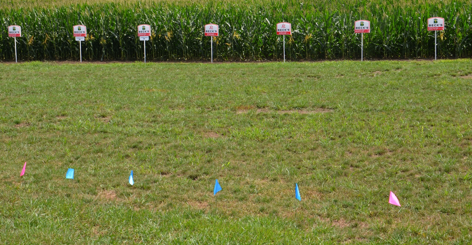 7 reasons to visit corn test plots before harvest