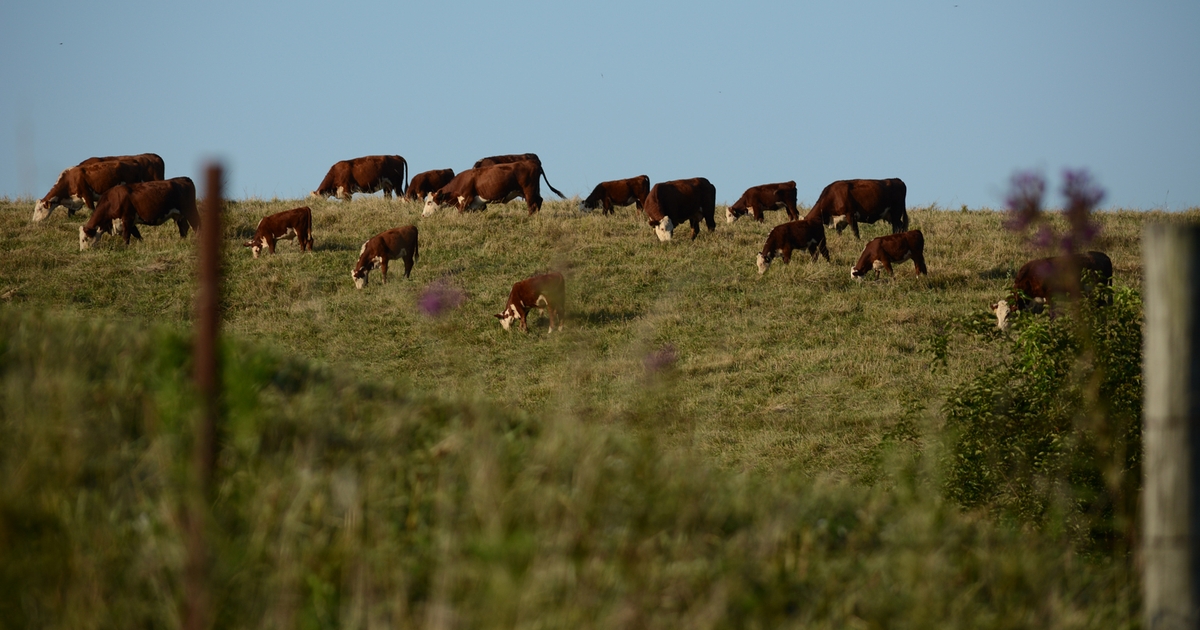 What to do with a dead cow?
