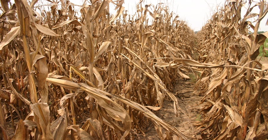 Drought-stressed corn for forage